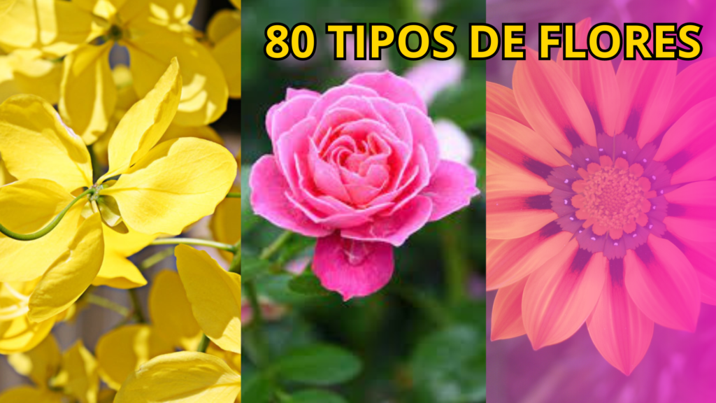 TIPOS DE FLORES: Veja 80 exemplos e escolha a melhor